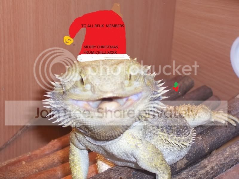 RFUK Official Christmas Competition! | Reptile Forums