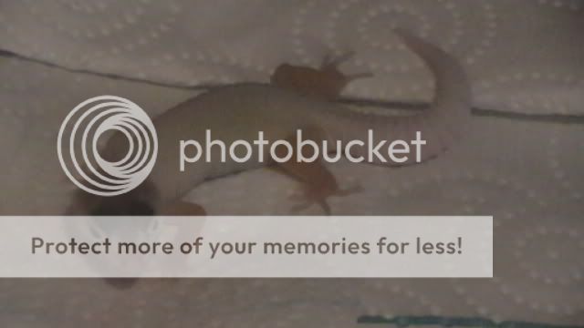 What morph is Mallo | Reptile Forums