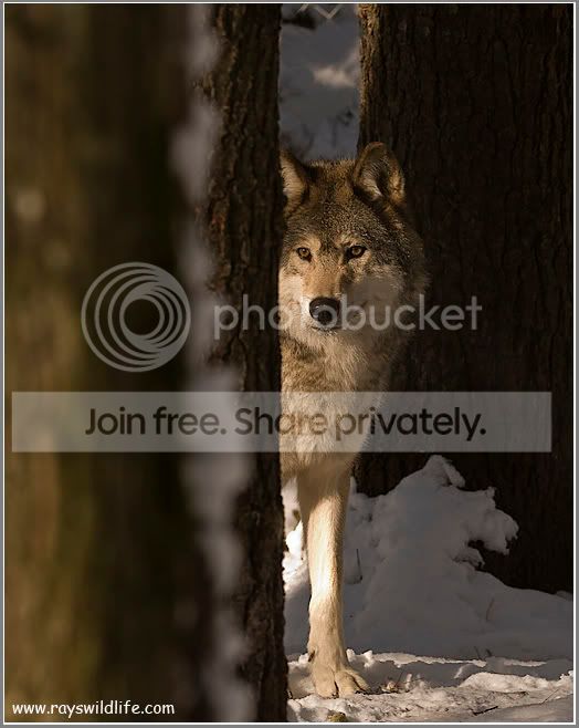 Nature & Wildlife - Photography - FM Forums