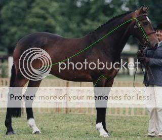 Clipping and blanketing | The Horse Forum