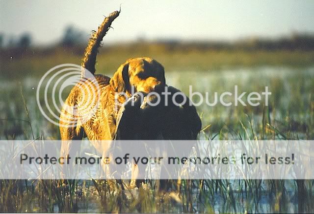 Chessie Weight | Duck Hunting Forum