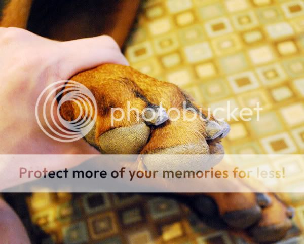 Nail Trimming Advice | Doberman Forum : Doberman Breed Dog Forums