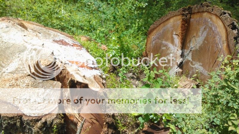 Dealing with Schoolmarms | Arborist, Chainsaw & Tree Work Forum