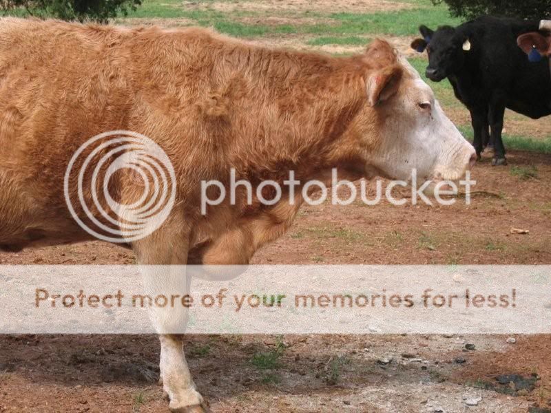 cow with mass on neck and a couple of pics | CattleToday.com - Cattle ...