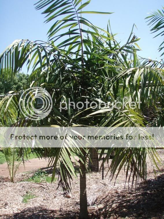 Rat Pack - Darwin Botanical Gardens - TRAVEL LOGS - PalmTalk