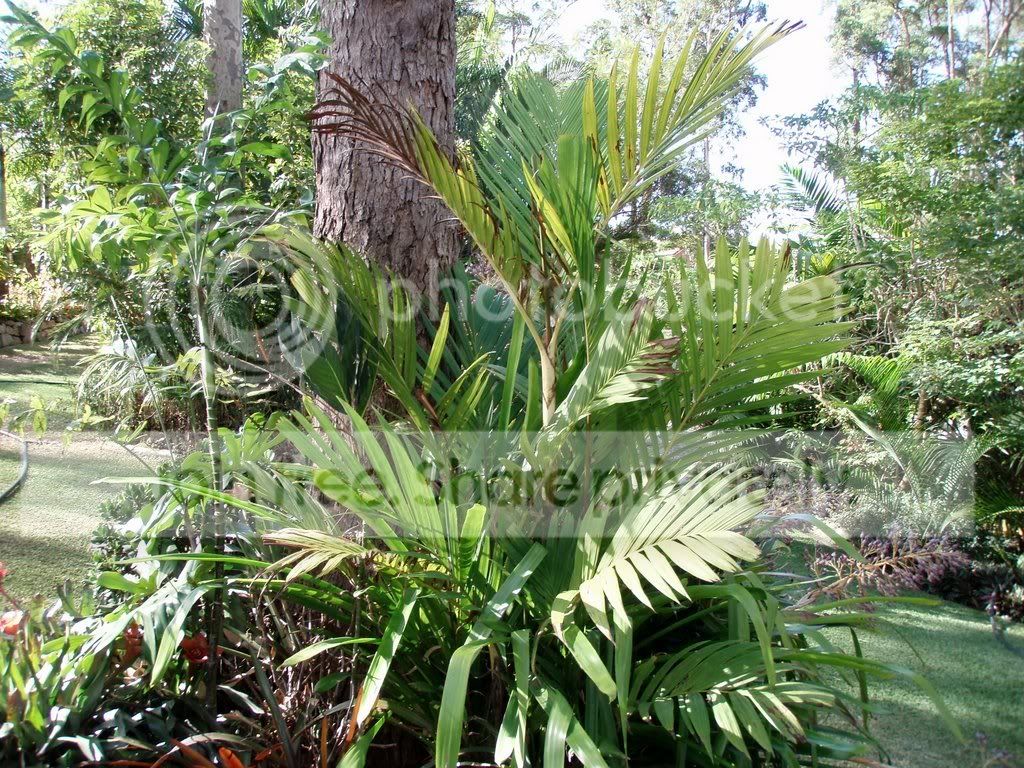 Tour of Newcal's Garden - DISCUSSING PALM TREES WORLDWIDE - PalmTalk