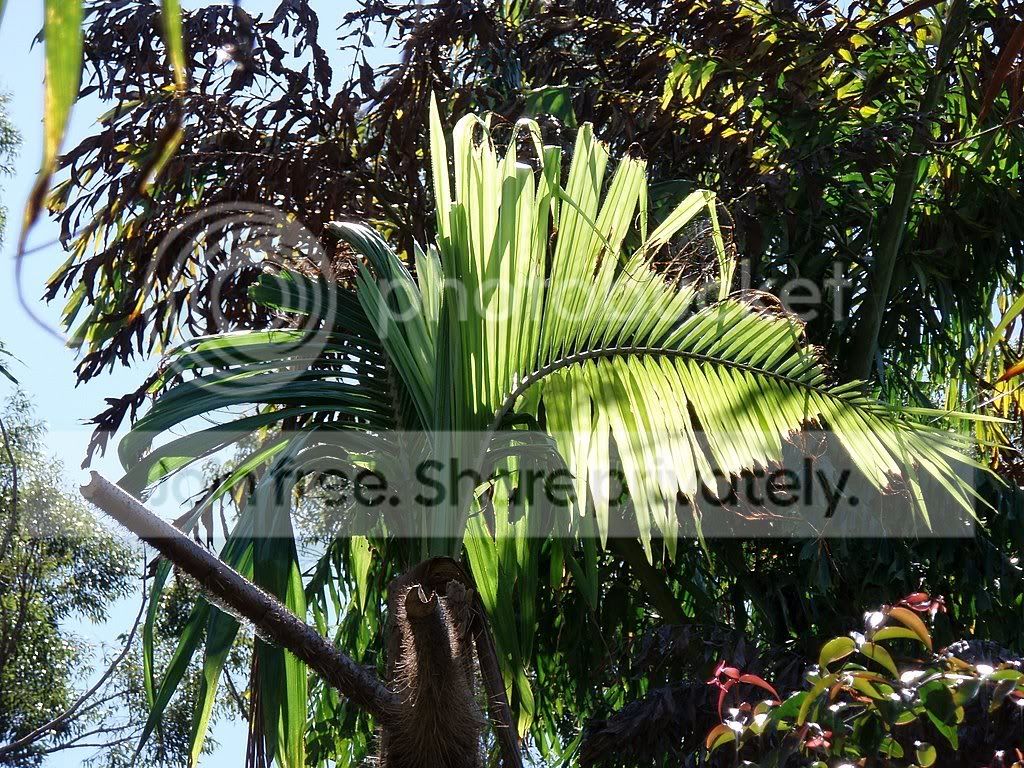 Crunchy Pigafetta - DISCUSSING PALM TREES WORLDWIDE - PalmTalk