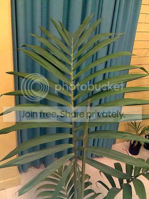 Mystery Palm - DISCUSSING PALM TREES WORLDWIDE - PalmTalk