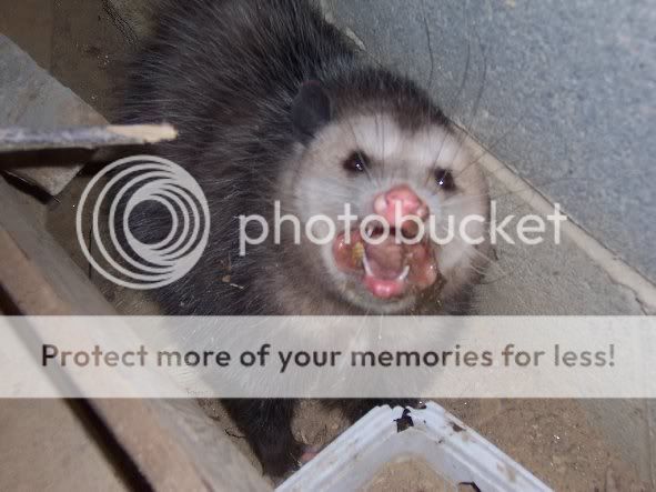 Miss.(for now) Suzanne Nicole