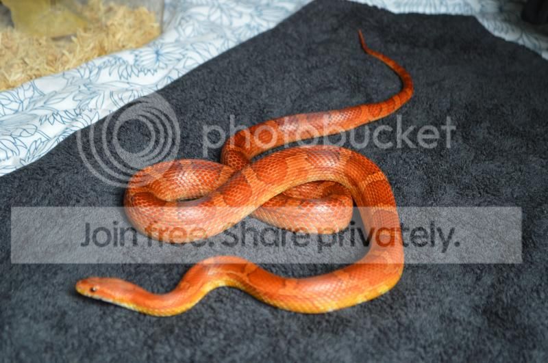 NW England - Snake Collection for sale (pic heavy!) | Reptile Forums